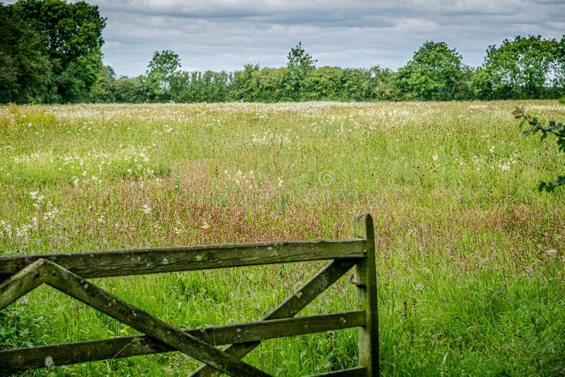 A View of an English Wildflower Meadow. Stock Image - Image of ...