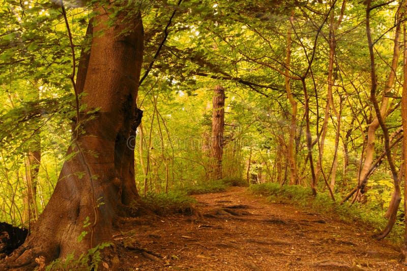 English Woodland. Scenic Path in Magic Green Wood. Summer, England UK ...