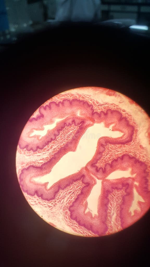 Cell stock photo. Image of cell, microscope, esophagus - 106716944