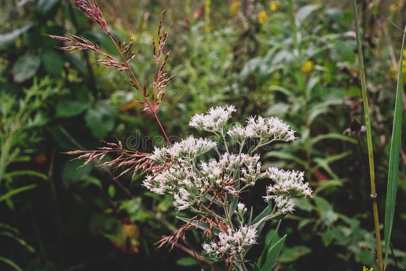 View of Eupatorium Fortunei Floral Plant Blooming in the Greenery Stock ...