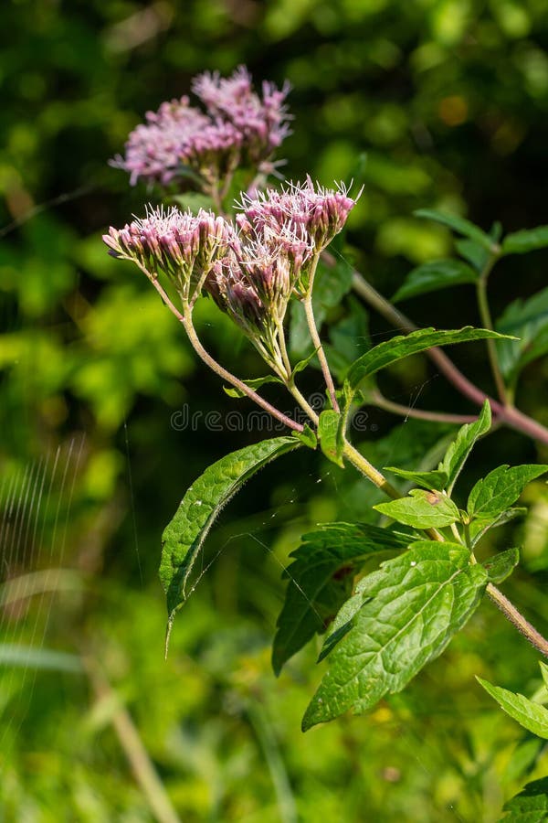 The View of Eupatorium Fortunei Floral Plant Blooming in the Greenery ...