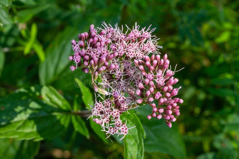 The View of Eupatorium Fortunei Floral Plant Blooming in the Greenery ...