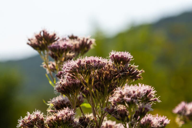 The View of Eupatorium Fortunei Floral Plant Blooming in the Greenery ...