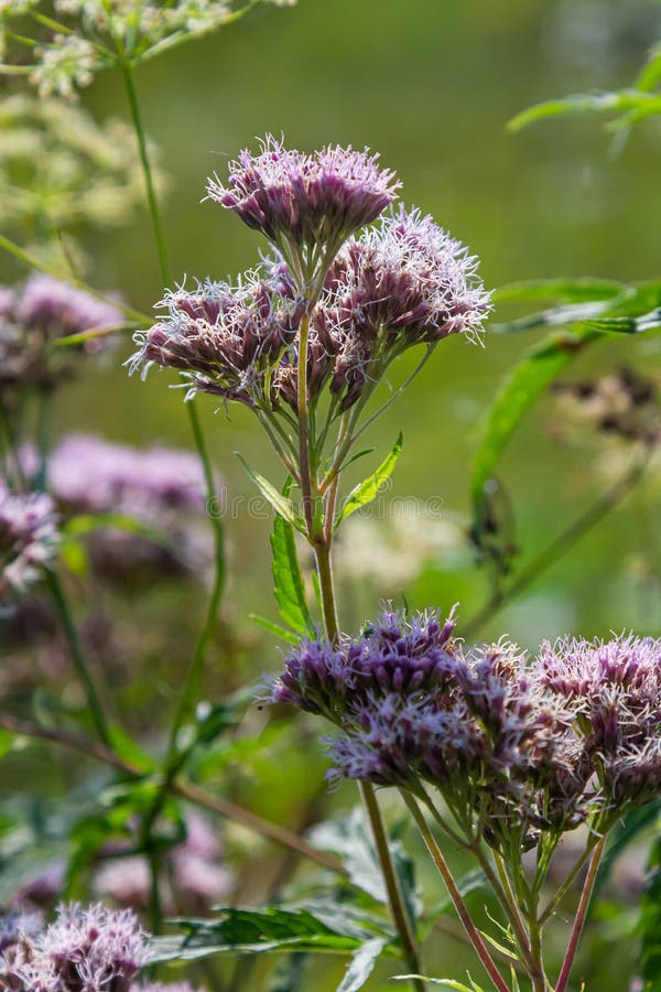 The View of Eupatorium Fortunei Floral Plant Blooming in the Greenery ...