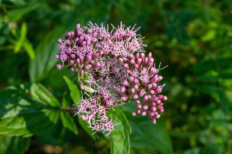 The View of Eupatorium Fortunei Floral Plant Blooming in the Greenery ...