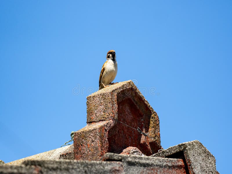 View of a Eurasian Tree Sparrow with a Blue Sky Background Stock Photo ...