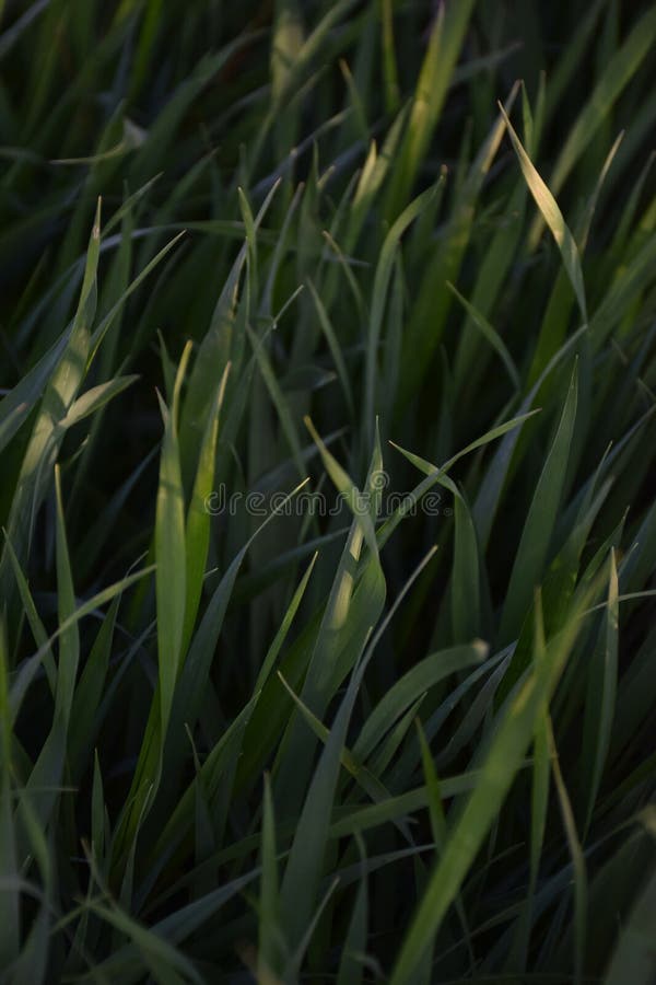 View of the Evening Grass in Dark Tones on the Whole Background Stock ...