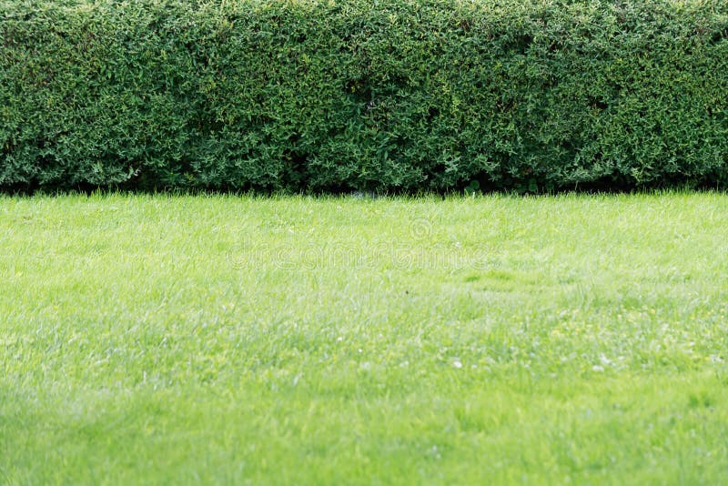 View of an Evenly Trimmed Deciduous Shrub Growing in a Dense Wall Stock ...