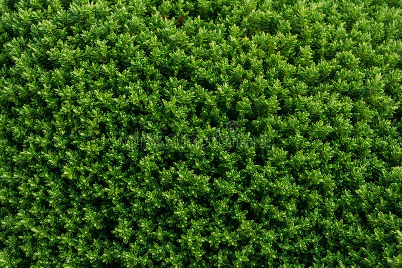 View of Evergreen Boxwood Shrubs Stock Image - Image of festive ...