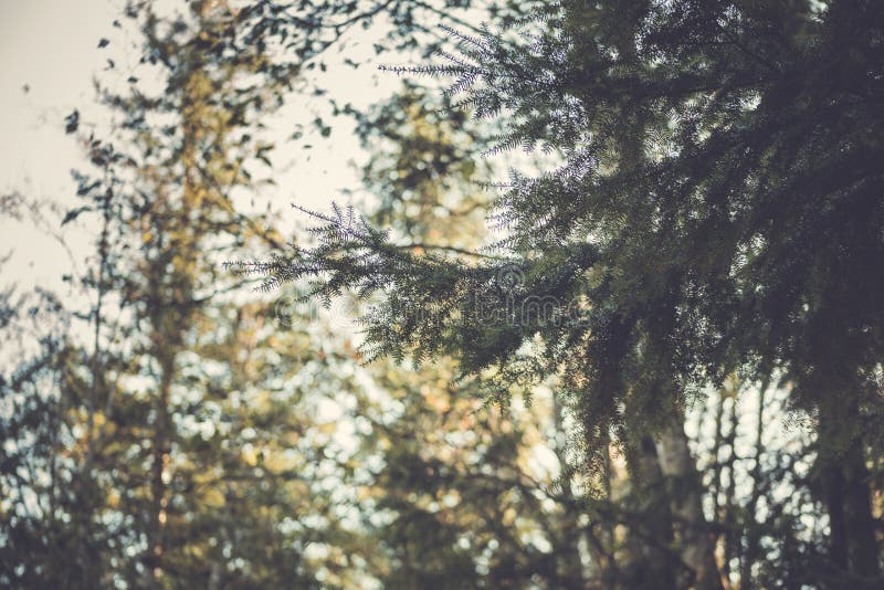 Forest conifer stock image. Image of hiking, damp, adventure - 178014381