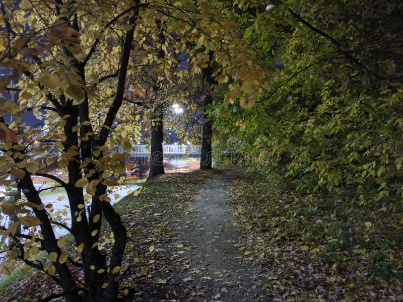 A View of Extraordinarily Beautiful Trees in the Combination of Night ...