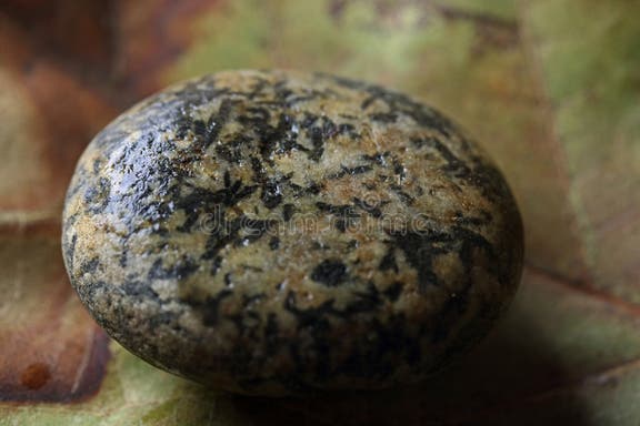 Rounded Granite Pebble Embedded with Crows Feet Pattern. Stock Image ...