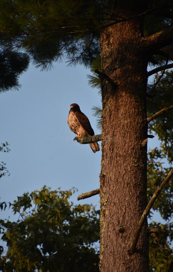 View of a Falcon on a Tree Limb Stock Image - Image of raptor, prey ...