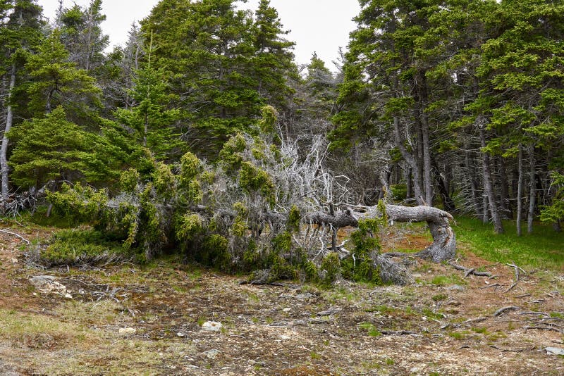 View of a Fallen Pine Tree before the Dense Forest Scene Stock Photo ...