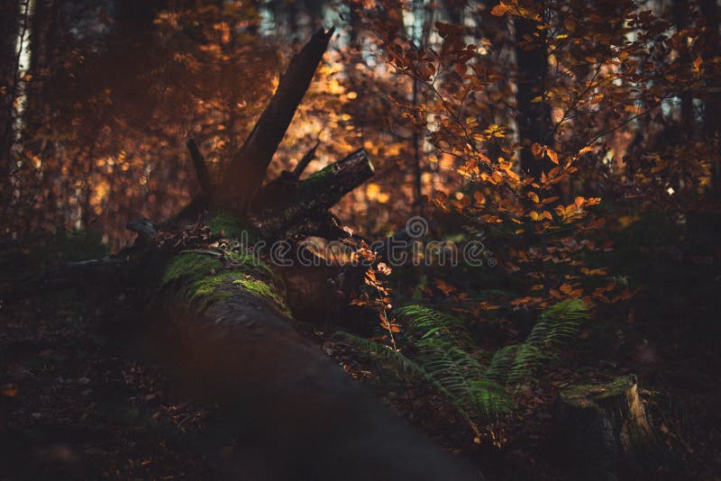 View of a Fallen Tree before the Orange-leafed Plants in a Forest at ...