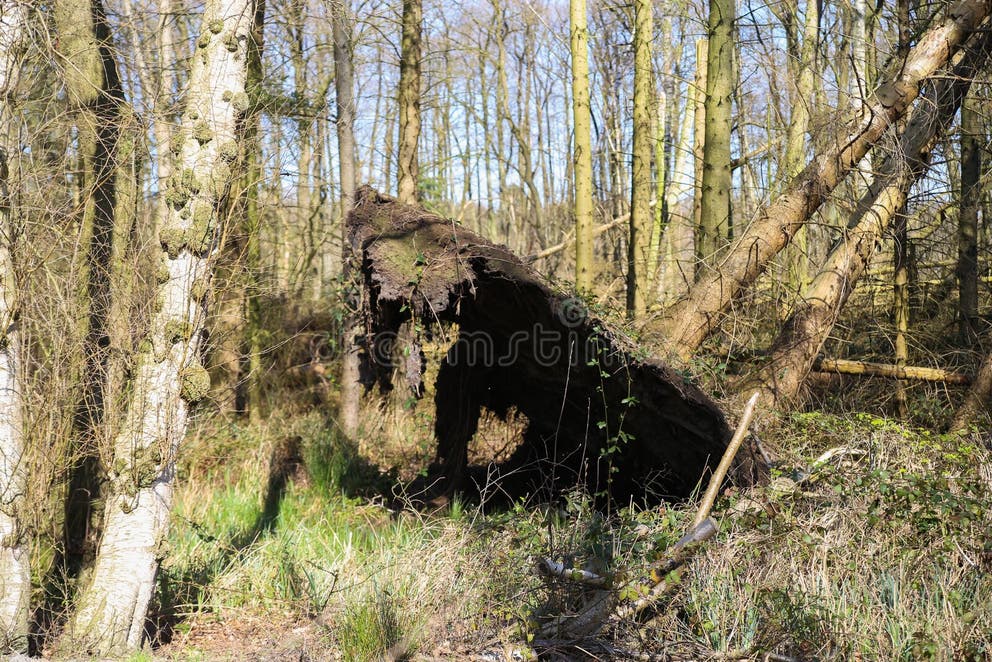 View on Fallen Tree after Storm with Flat Dry Weak Roots in German ...