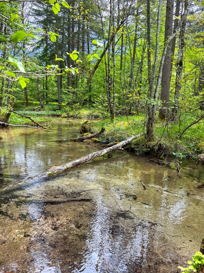 View of Fallen Trees in a Mountain Forest Flooded with Melting Water ...