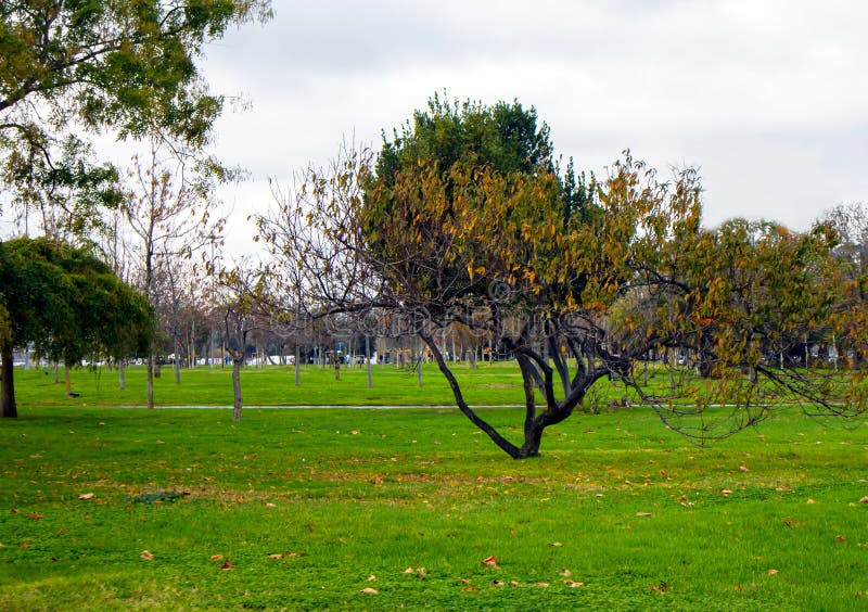 View of Falling Leaves on the Grassy Fields, Trees in the City Park in ...