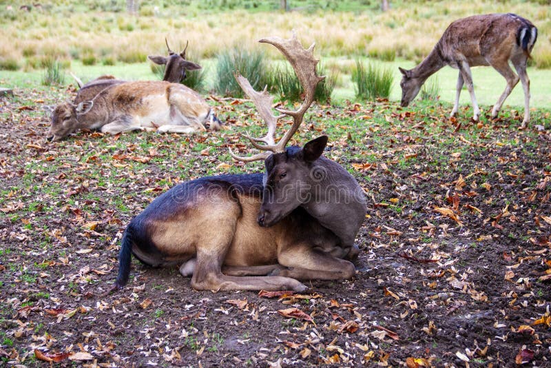 A Fallow Deer in the Middle of His Pack, Latin Dama Dama Stock Photo ...