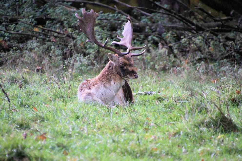 A View of a Fallow Deer Stag Stock Image - Image of fallow, view: 199967995