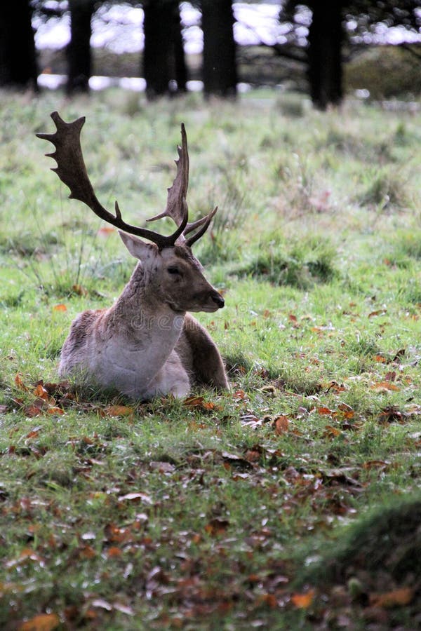 A View of a Fallow Deer Stag Stock Photo - Image of tatton, natural ...