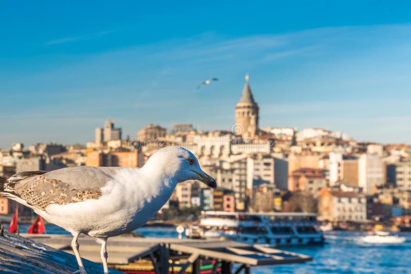View of Famous Galata Tower with Seagull in Istanbul Stock Image ... View of Famous Galata Tower with Seagull in Istanbul Stock Image ...