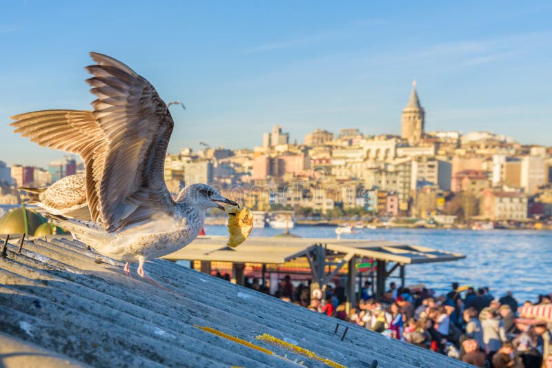 View of Famous Galata Tower with Seagull in Istanbul Stock Image ... View of Famous Galata Tower with Seagull in Istanbul Stock Image ...