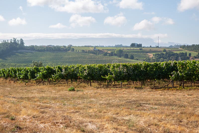 View of a Farm, Agricultural Fields with Vineyards, Typically ...