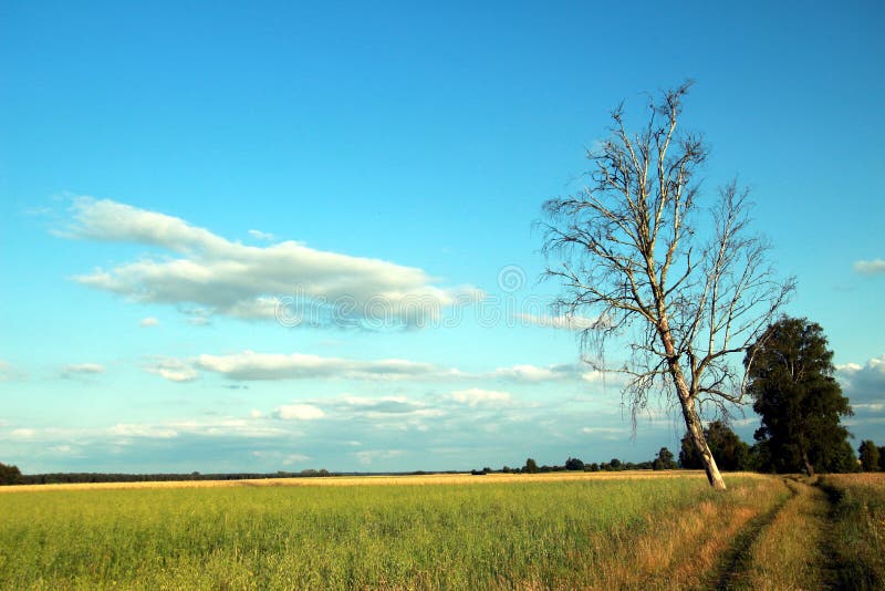 Old dry tree at sunset stock image. Image of hill, field - 253571797