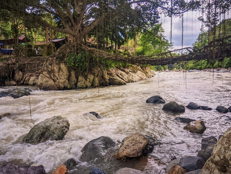 View of the Fast River with Trees and a Beautiful Wooden Root Crossing ...