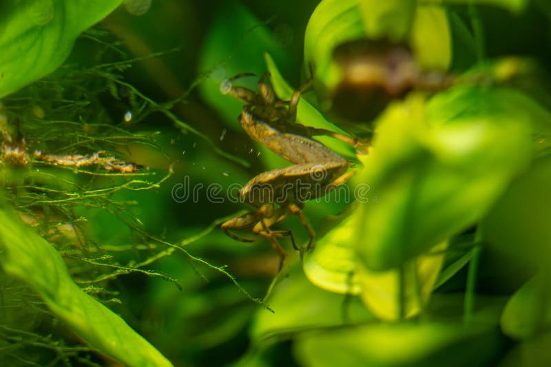 View of Ferocious Water Bug at the Toronto Zoo Stock Photo - Image of ...