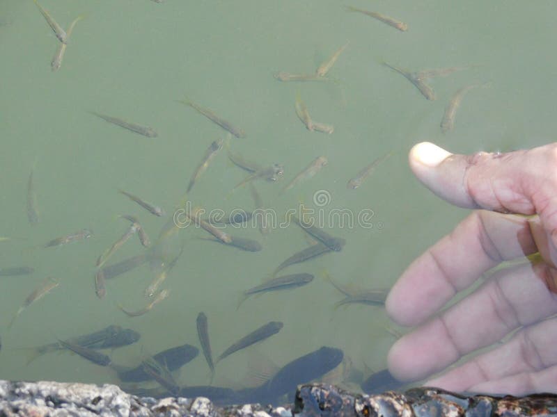 View of a Few Fish Inside a Pond and a Mans Hand Stock Photo - Image of ...