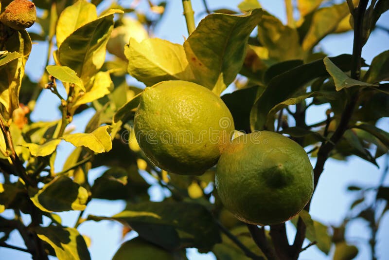 RIPENING LEMONS on a TREE stock photo. Image of background - 199350148