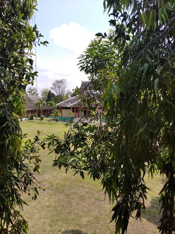 View of a Field from Behind the Thick Trees Stock Photo - Image of ...