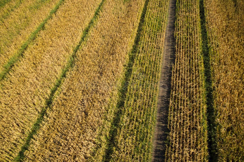 View of a field of corn stock image. Image of landscape - 128403549