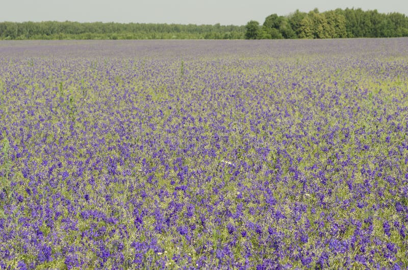 Field Covered with Blue Bells Stock Image - Image of green, blue: 151621289