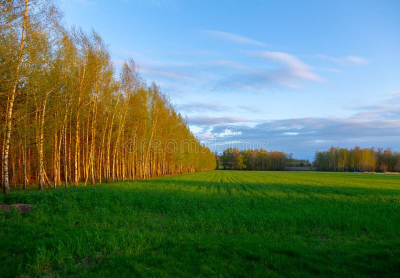 View of the Field and the Forest Stock Photo - Image of birch, country ...