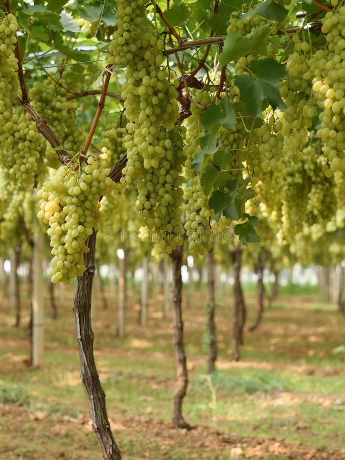 View at the Field of Grapes Stock Image - Image of field, grapes: 257034737