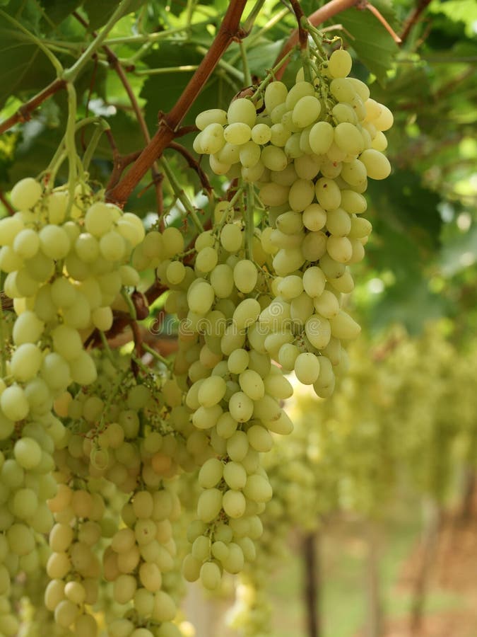 View at the Field of Grapes Stock Photo - Image of flower, yellow ...