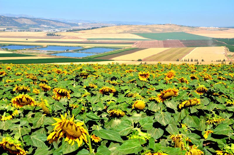 Jezrael Valley Israel stock image. Image of beauty, field - 30250903