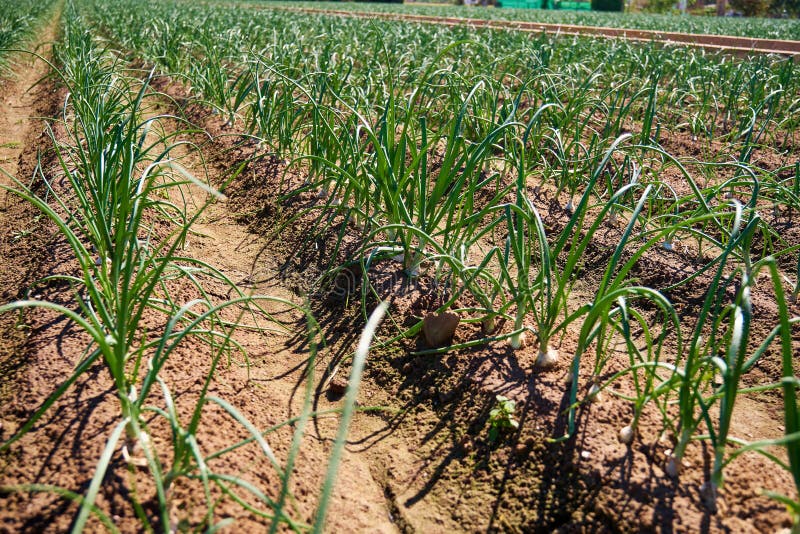 View of the Field with Rows of Green Onions Stock Image - Image of ...