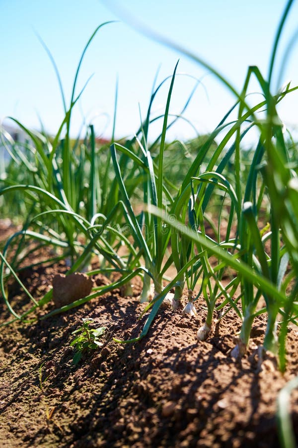 View of the Field with Rows of Green Onions Stock Photo - Image of ...