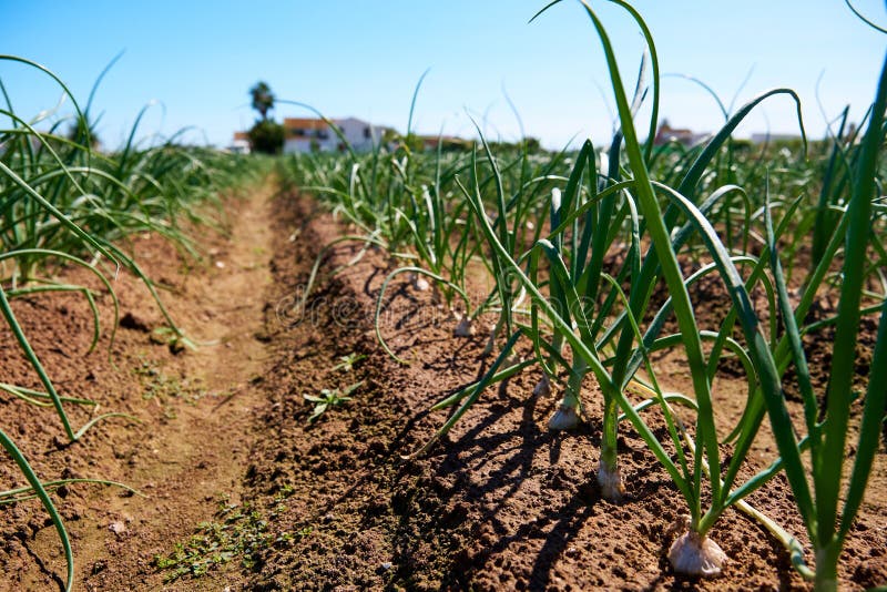View of the Field with Rows of Green Onions Stock Photo - Image of lush ...