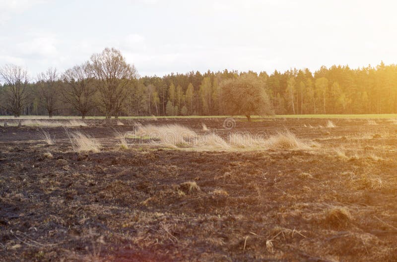 View of the Field with Scorched Grass and the Forest in the Sun. Stock ...