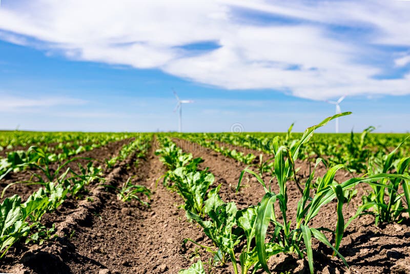 View on Field of Small Soybean Crops with Windmills, Wind Generator ...