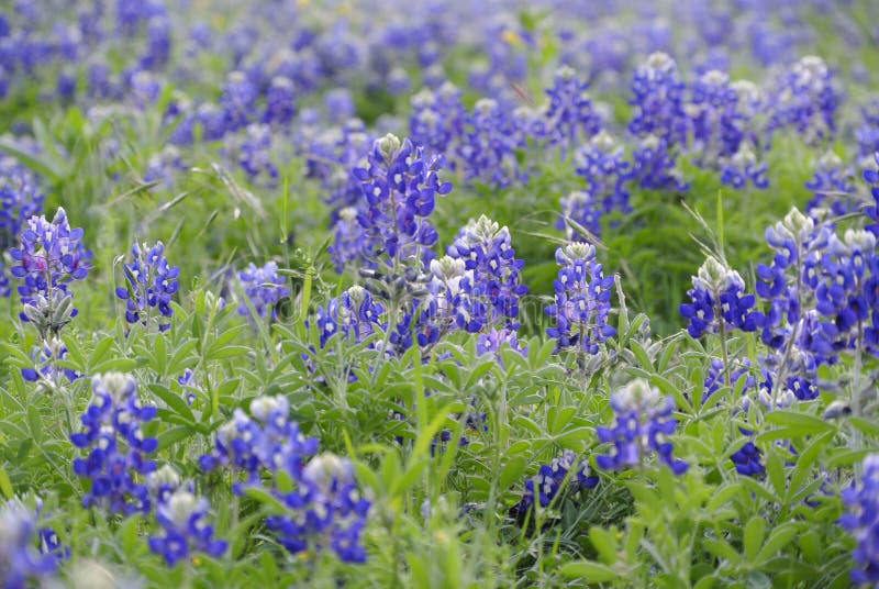Field of Bluebonnets at Lake Travis Stock Image - Image of spring, lake ...