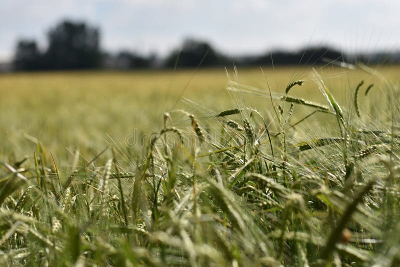 View of a Field with Town in the Background. Stock Image - Image of ...