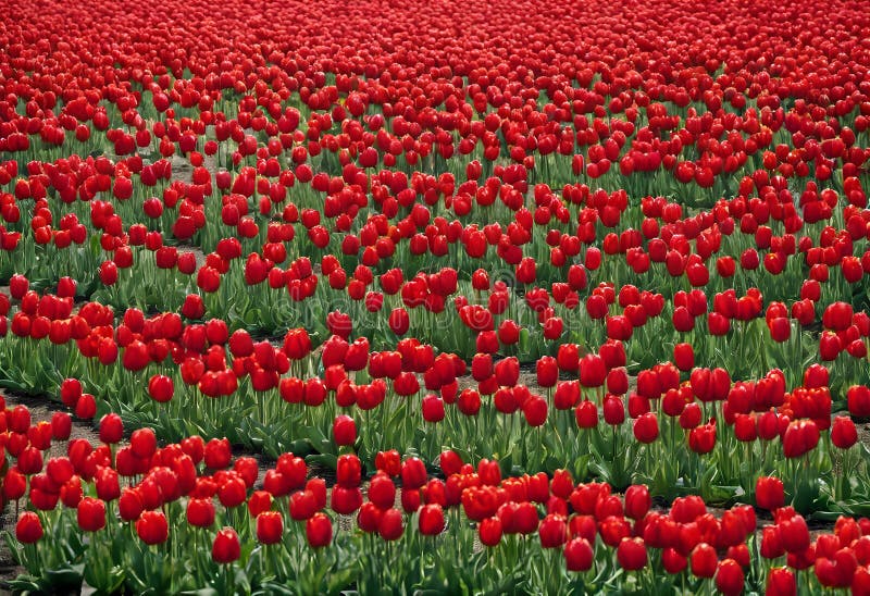 A View of a Field of Tulips Stock Illustration - Illustration of orchid ...