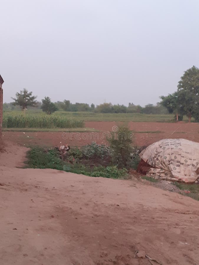 A View of Field in a Village of Punjab Stock Photo - Image of fiel ...