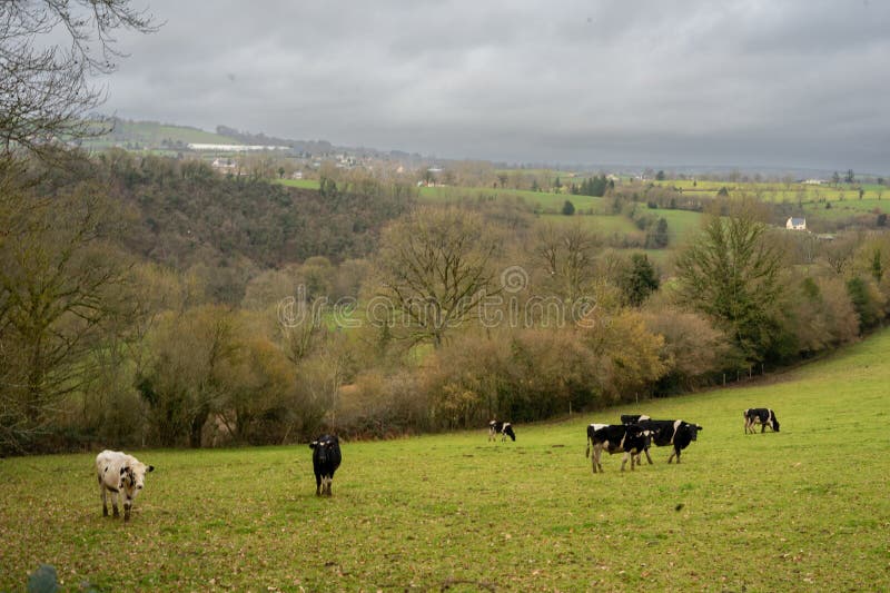 View of a Field Where Cows Graze. Rural Area, Animal Husbandry Stock ...